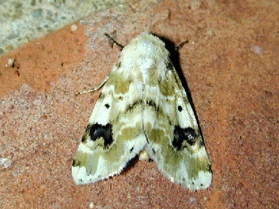Goldenrod Flower Moth from Floyd Bennet Field, Brooklyn, NY, USA on ...