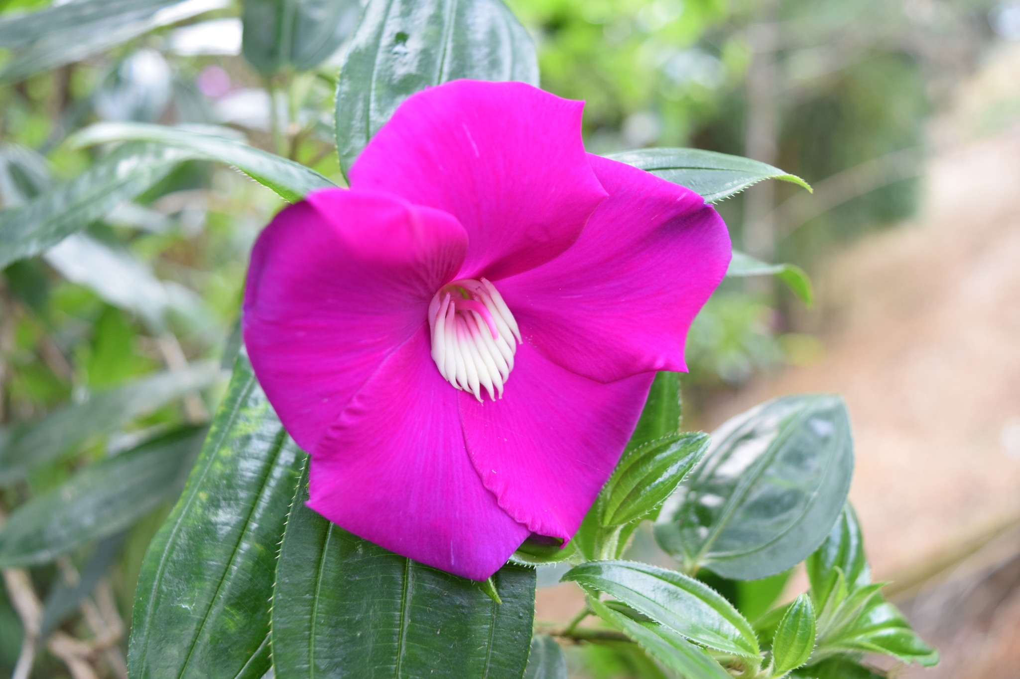 Meriania speciosa (Humb. & Bonpl.) Naudin