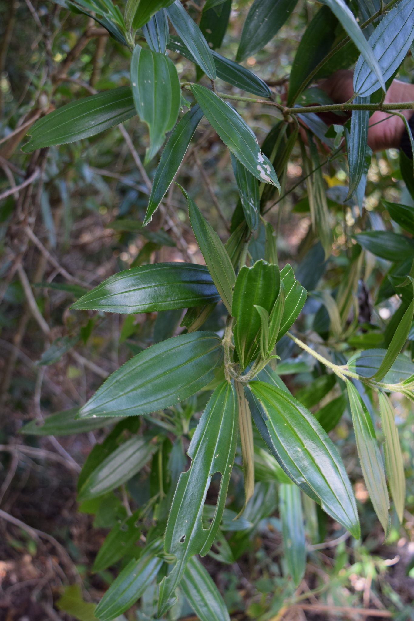 Meriania speciosa (Humb. & Bonpl.) Naudin