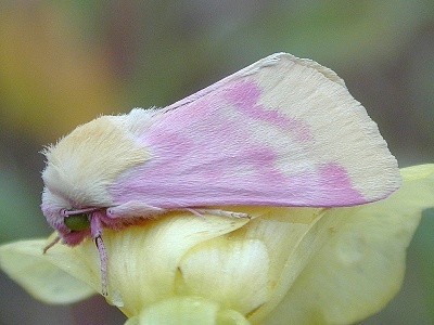 Primrose Moth from Floyd Bennet Field, Brooklyn, NY, USA on August 12 ...