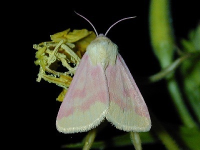 Primrose Moth from Jamaica Bay Wildlife Refuge, Queens, NY, USA on ...