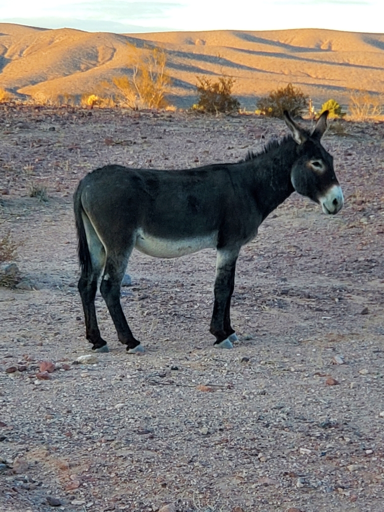 Donkey from Beatty, NV, USA on October 13, 2021 at 05:43 PM by Norm ...
