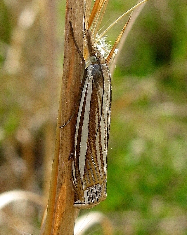 Eastern Grass-veneer (Butterflies and Moths of Floracliff Nature ...