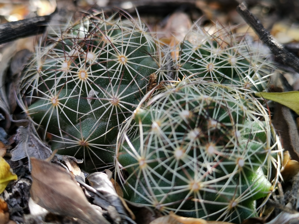 Coryphantha neglecta in September 2021 by David Hernandez · iNaturalist