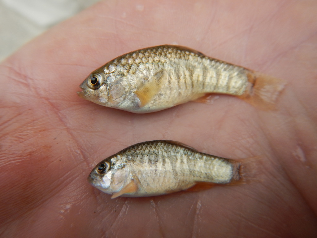 Sheepshead Minnow from Nueces, Texas, United States on March 07, 2015 ...
