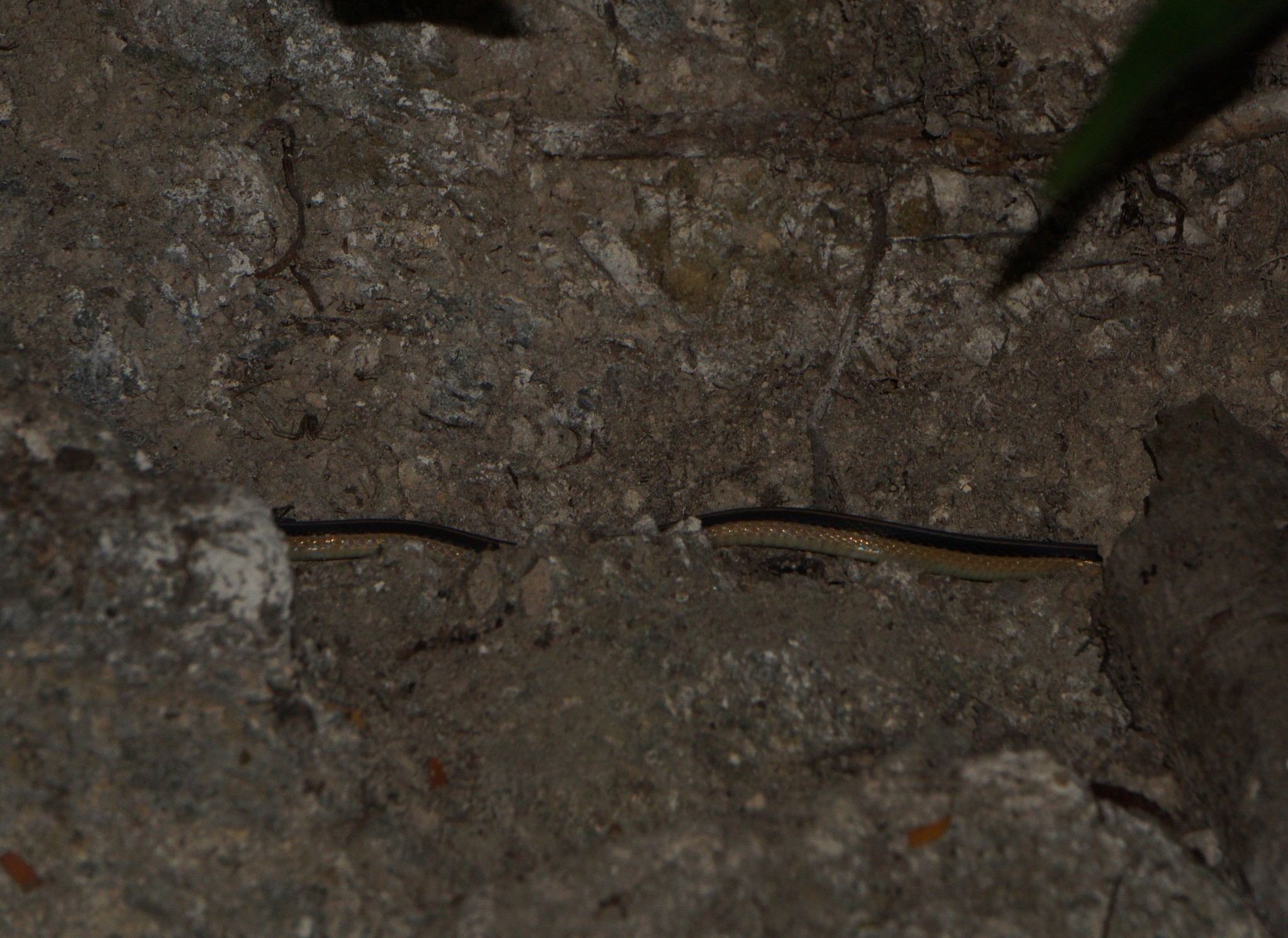 Coniophanes piceivittis Cope, 1870