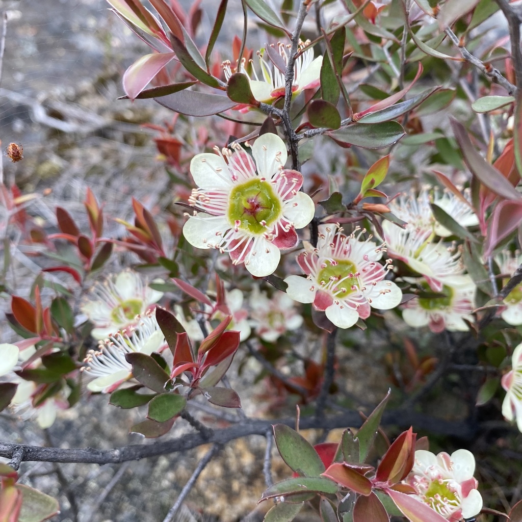 large-fruited tea tree from Newnes State Forest, Newnes Plateau, NSW ...