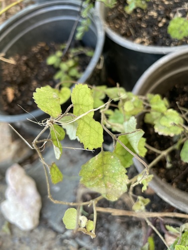 Observations by cat-davis · iNaturalist