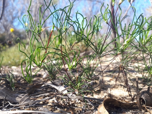 Stawellia dimorphantha · iNaturalist