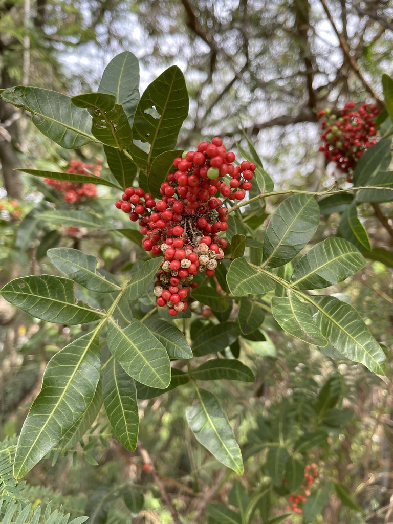 Brazilian pepper from Oʻahu, Honolulu, HI, US on October 13, 2021 at 02 ...