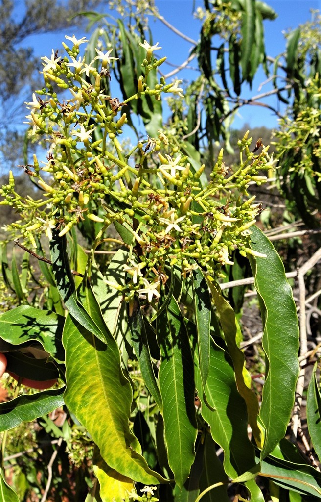 Bitterbark (Alstonia constricta) - Botanical Realm