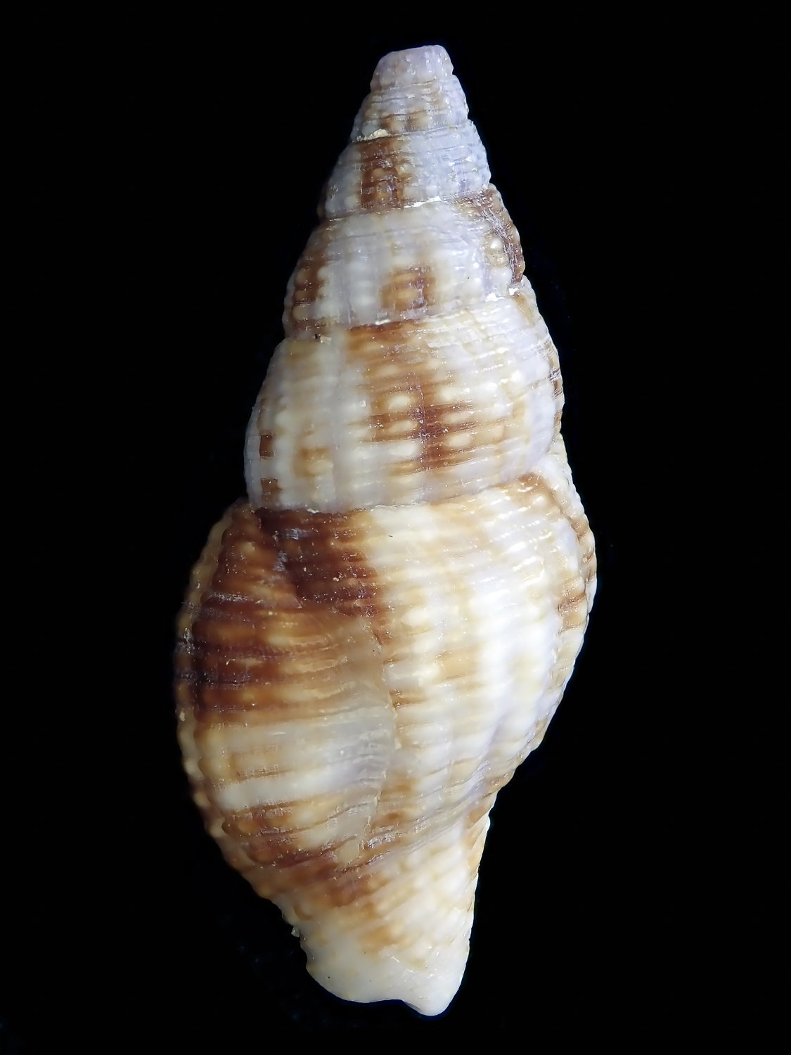Prodotia iostoma (Gray, 1833)