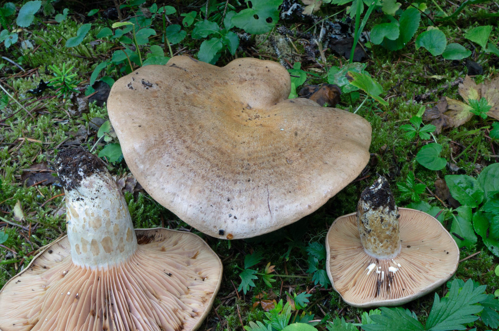 Lactarius cascadensis from Trout Lake, WA on September 8, 2021 by Danny ...
