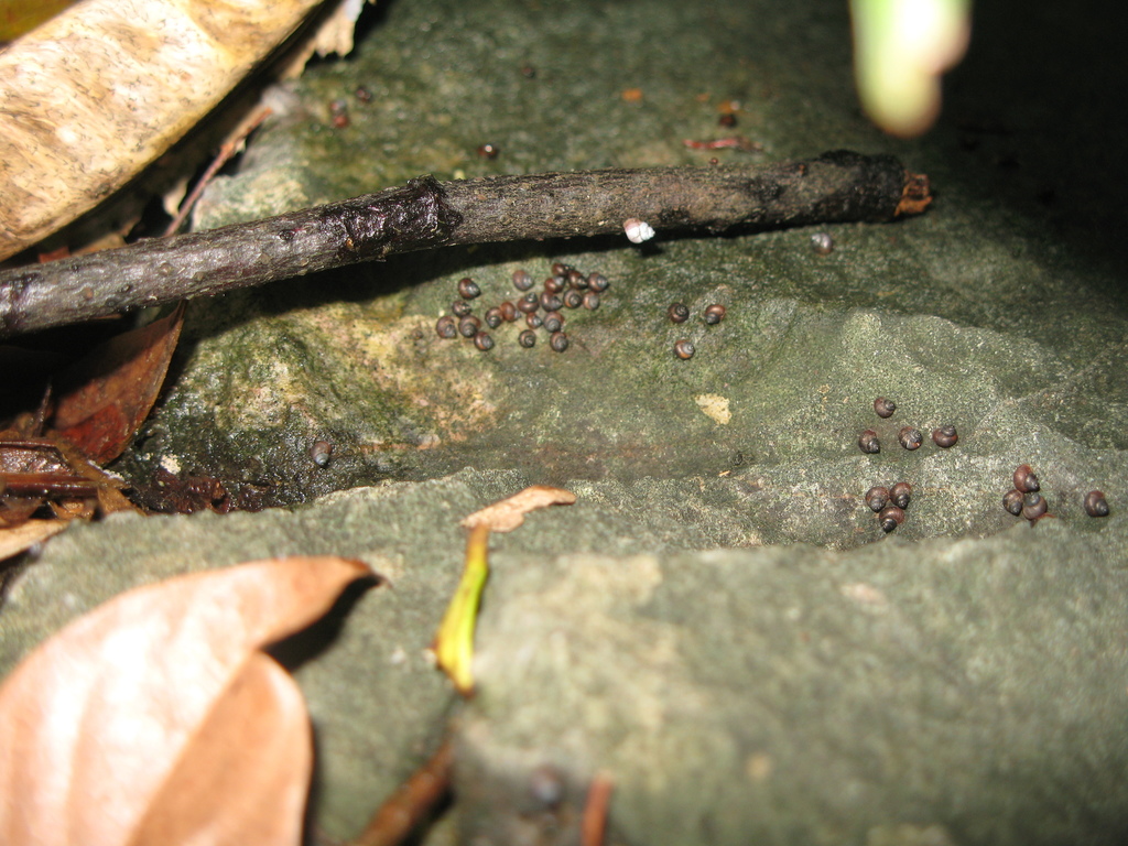 Georissa semisculpta from Ipoh, Perak, Malaysia on May 20, 2016 at 03: ...