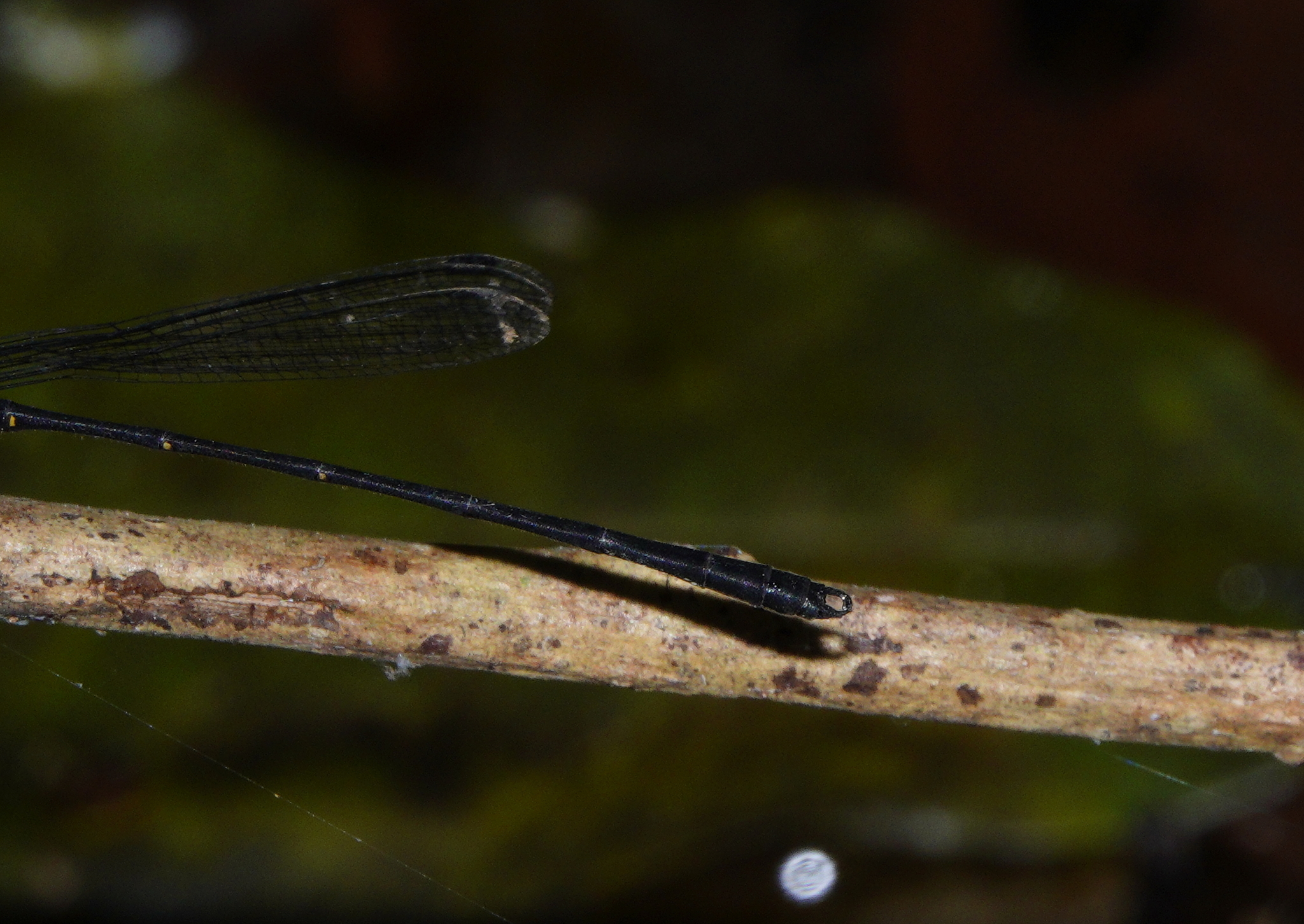 Lestoidea Tillyard, 1913