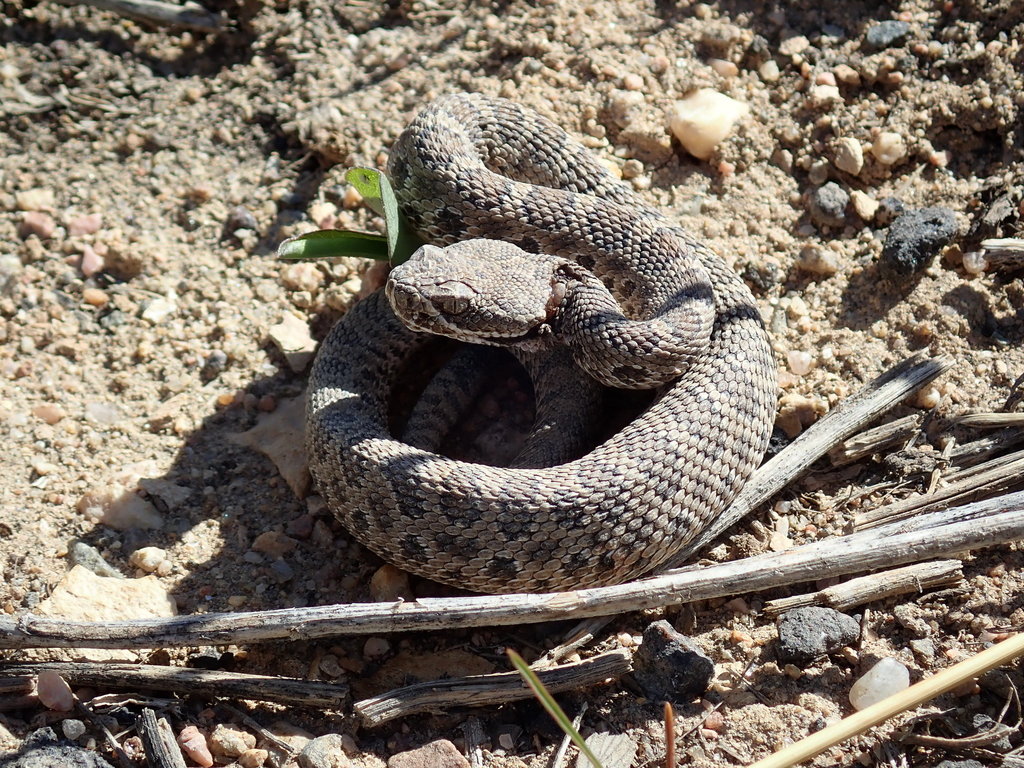 Prairie Rattlesnake from Fort Collins, CO, USA on April 25, 2018 at 05: ...
