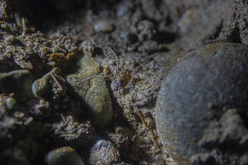 Subspecies Hendea myersi ochrea · iNaturalist