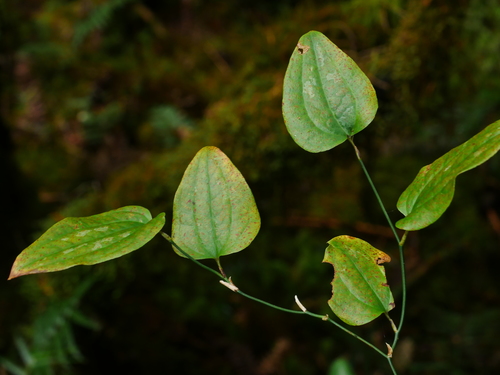 Smilax menispermoidea · iNaturalist United Kingdom