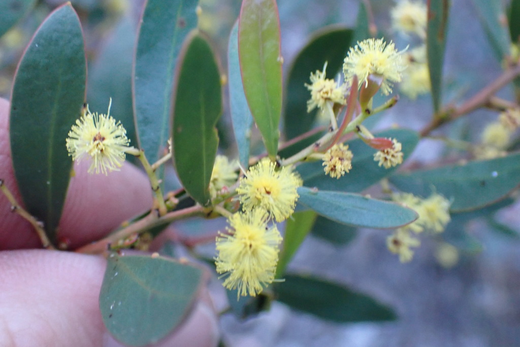 Boomerang Wattle (Acacia amoena) - Botanical Realm