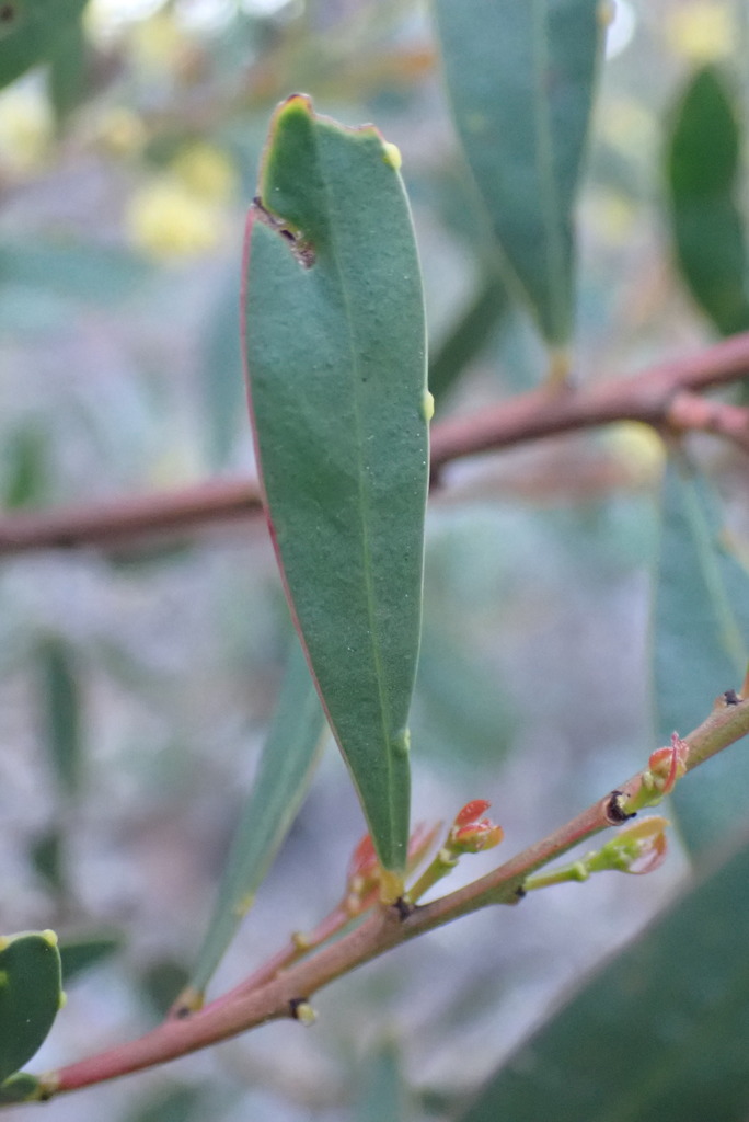 Boomerang Wattle (Acacia amoena) - Botanical Realm
