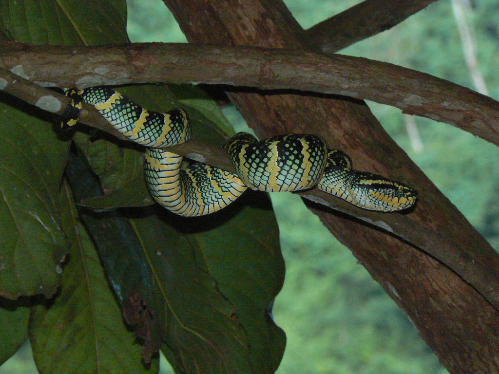 Wagler's Pit Viper from Langkat Regency, North Sumatra, Indonesia on ...