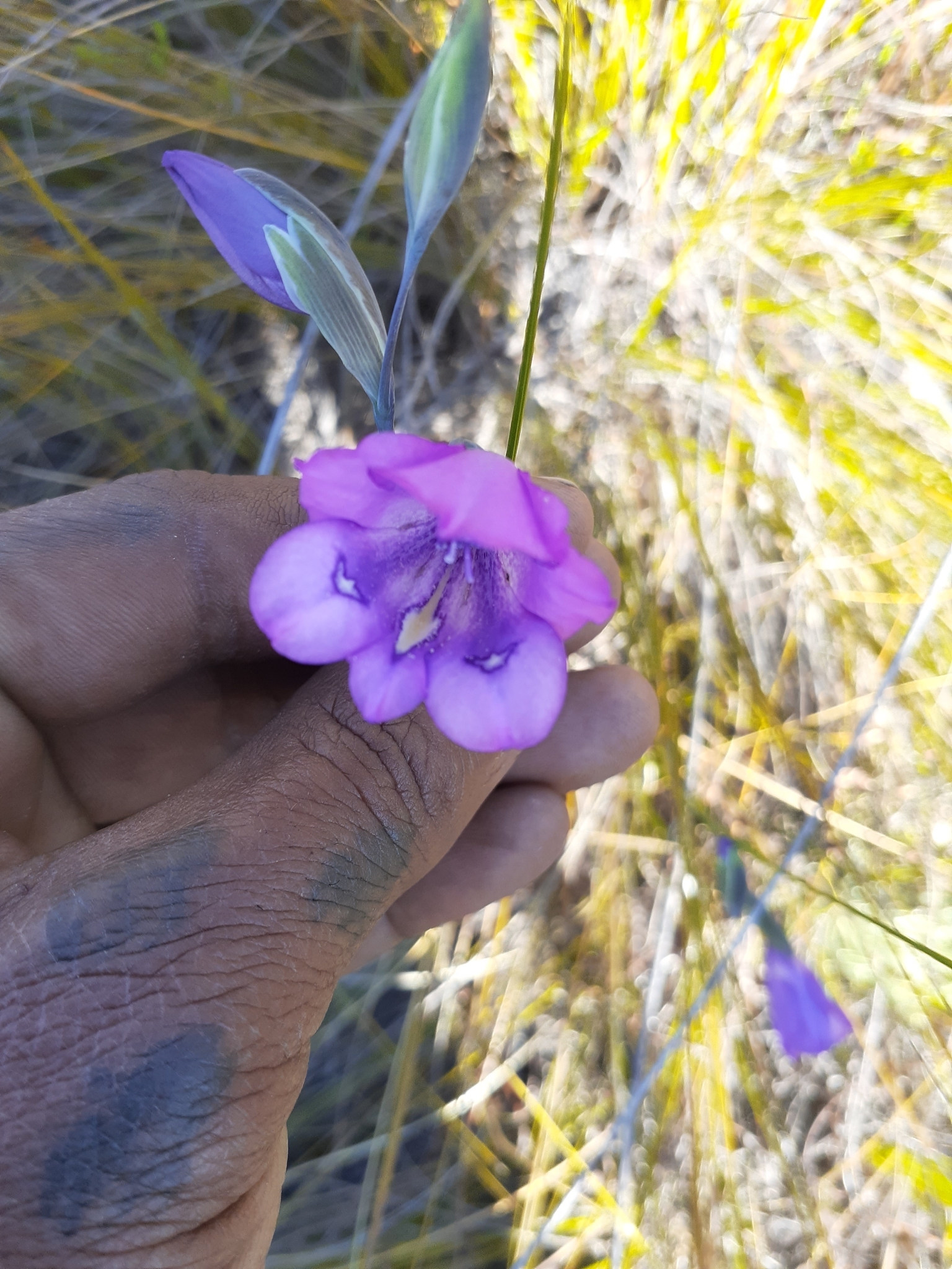 Gladiolus inflatus (Thunb.) Thunb.