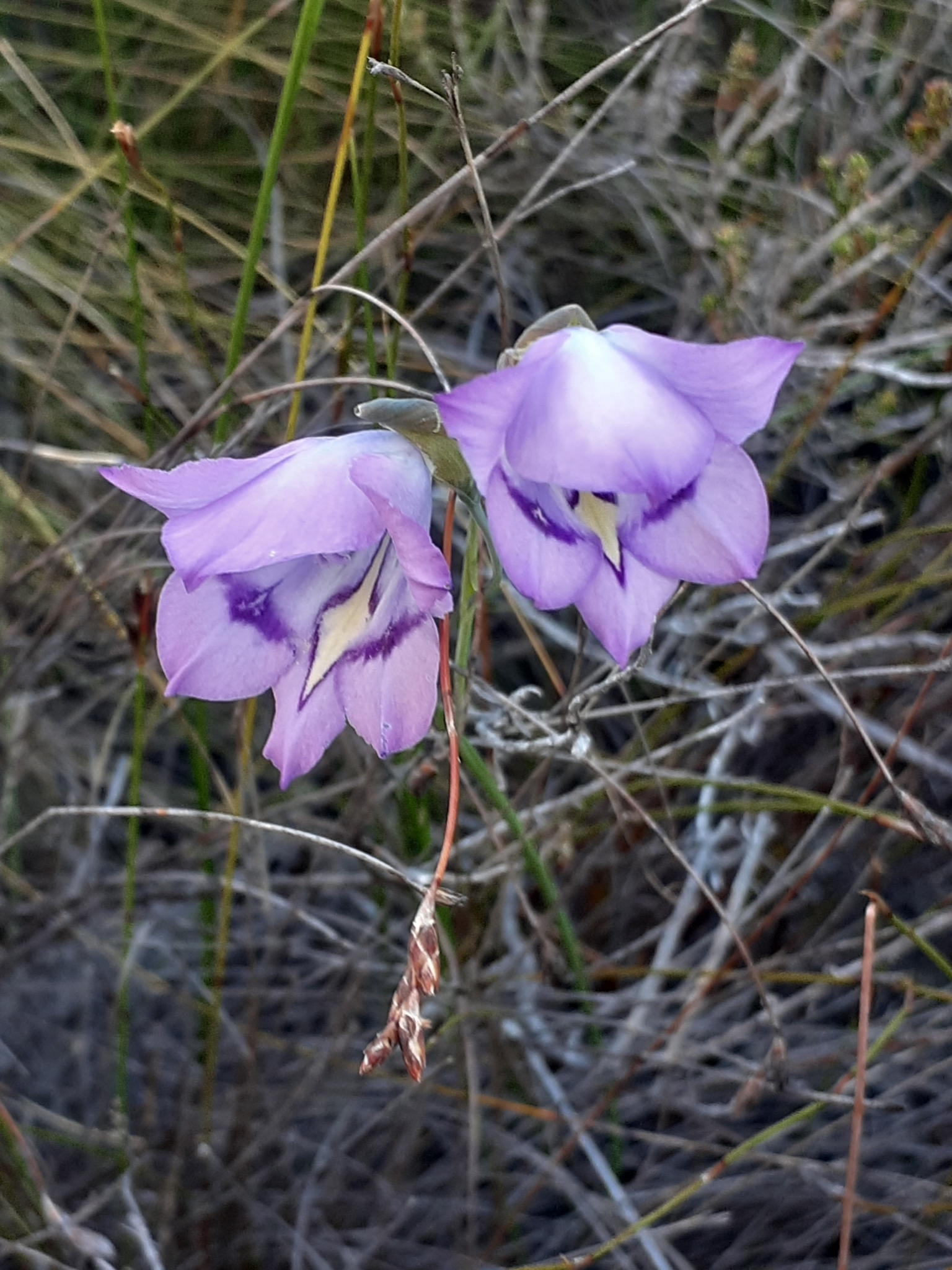Gladiolus inflatus (Thunb.) Thunb.