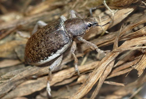 Megamecus cinctus · iNaturalist