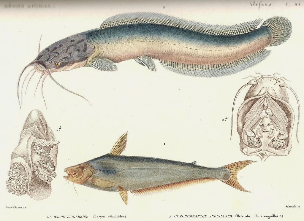 African glass catfish (Schilbe mystus) - Marine Life Identification