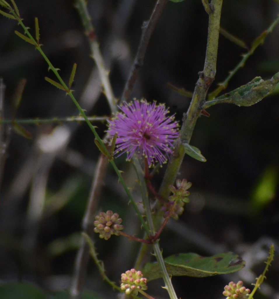 sensitive plants from Florida, US on April 25, 2018 by Tom Palmer ...