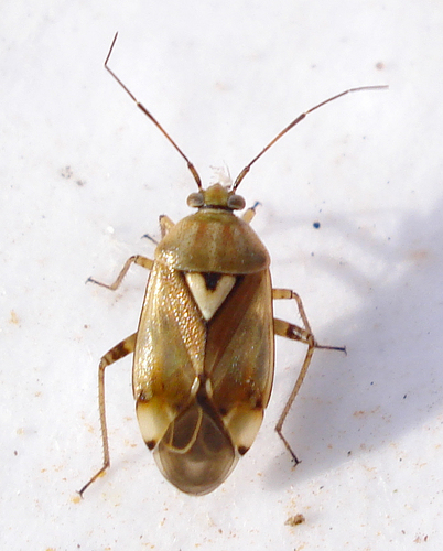 Lygus Bugs (Putnam County Site Observations - lice, thrips, true bugs ...