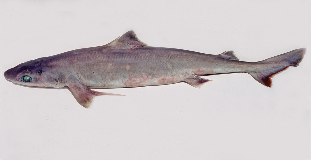 Blackfin Gulper Shark