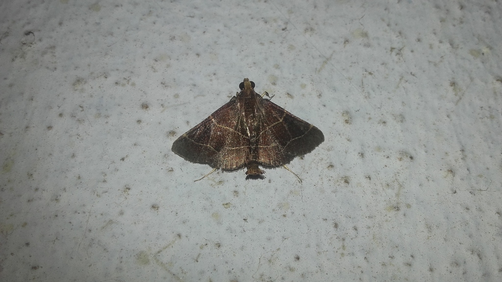 Zitha tactilis from Alakkad, Kerala 670307, India on October 10, 2021 ...