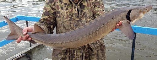 Lake Sturgeon (Fish of Alberta) · iNaturalist