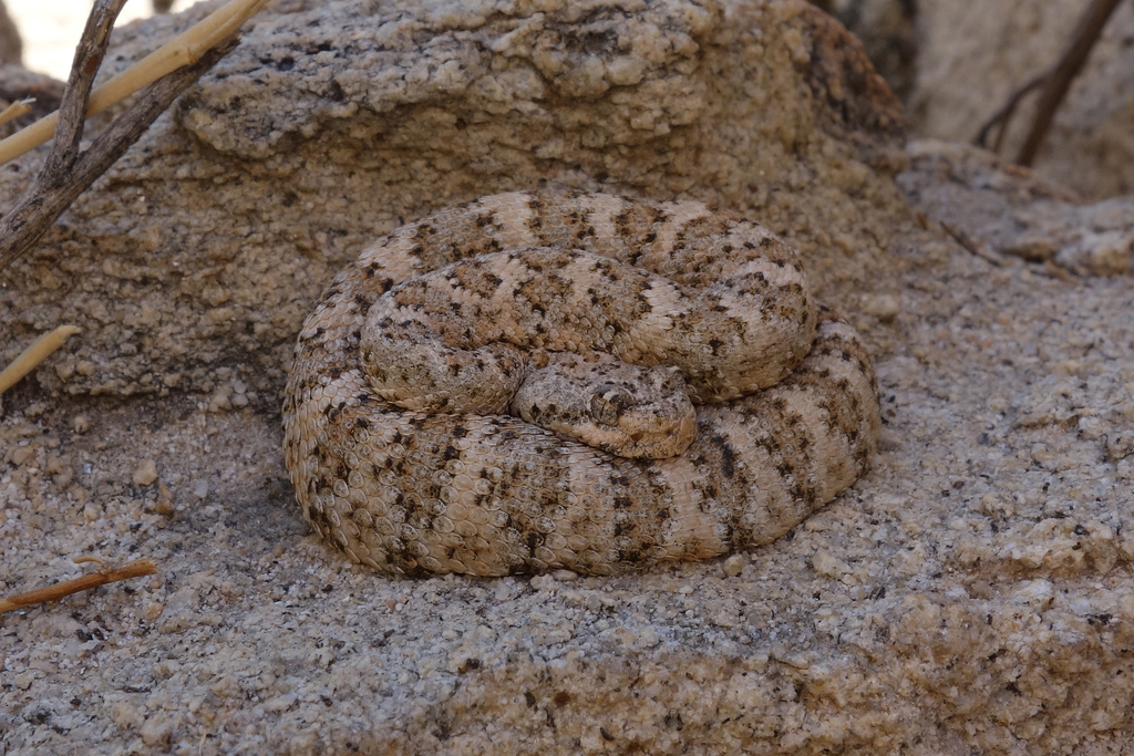 Southwestern Speckled Rattlesnake from San Diego County, CA, USA on ...