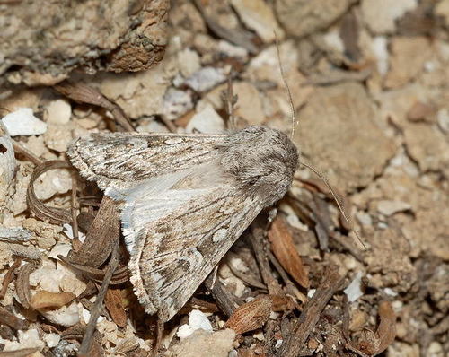 Dichagyris danilevskyi · iNaturalist