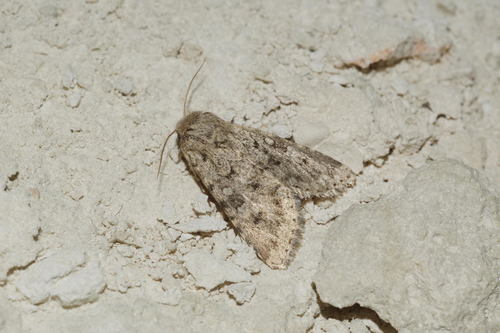 Scythocentropus misella · iNaturalist