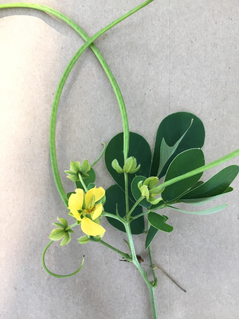American Sicklepod from Tlaquiltenango, Mor., México on October 9, 2021 ...
