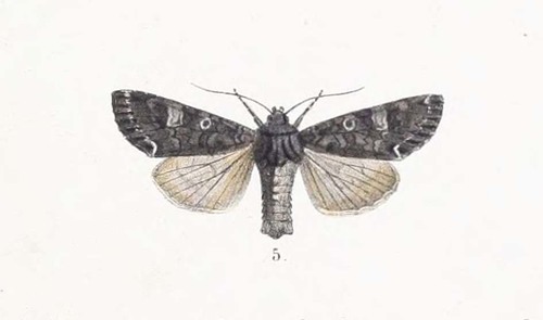 Genus Ebertidia · iNaturalist