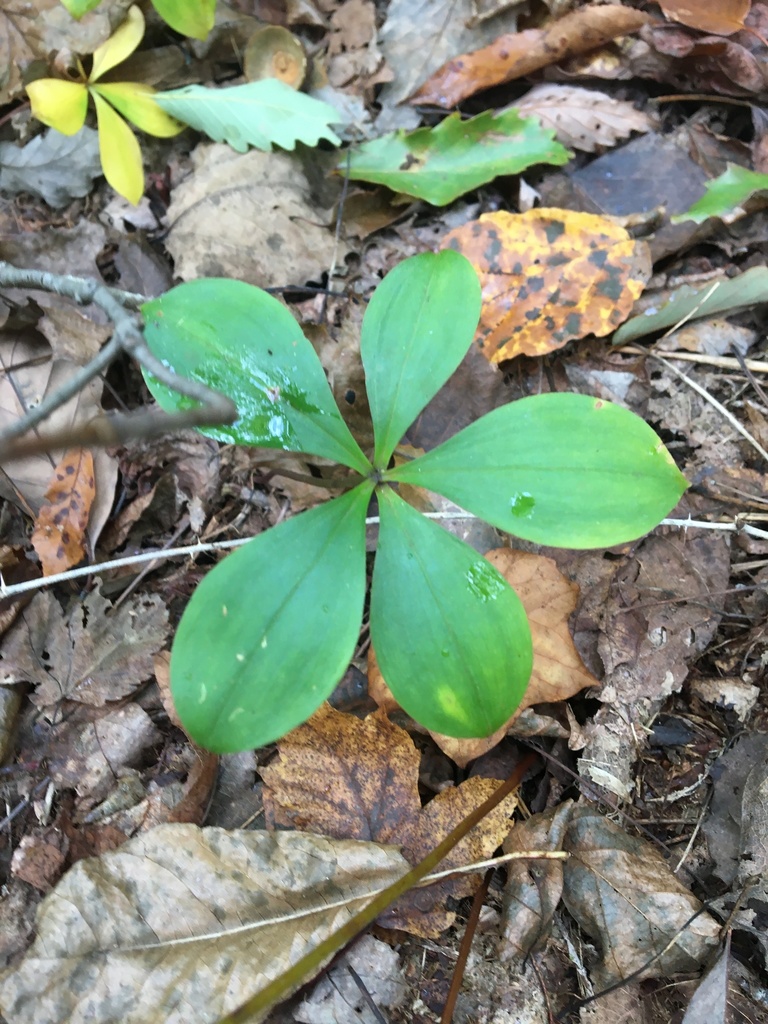 Large Whorled Pogonia from Bruceton Mills, WV, US on October 14, 2021 ...
