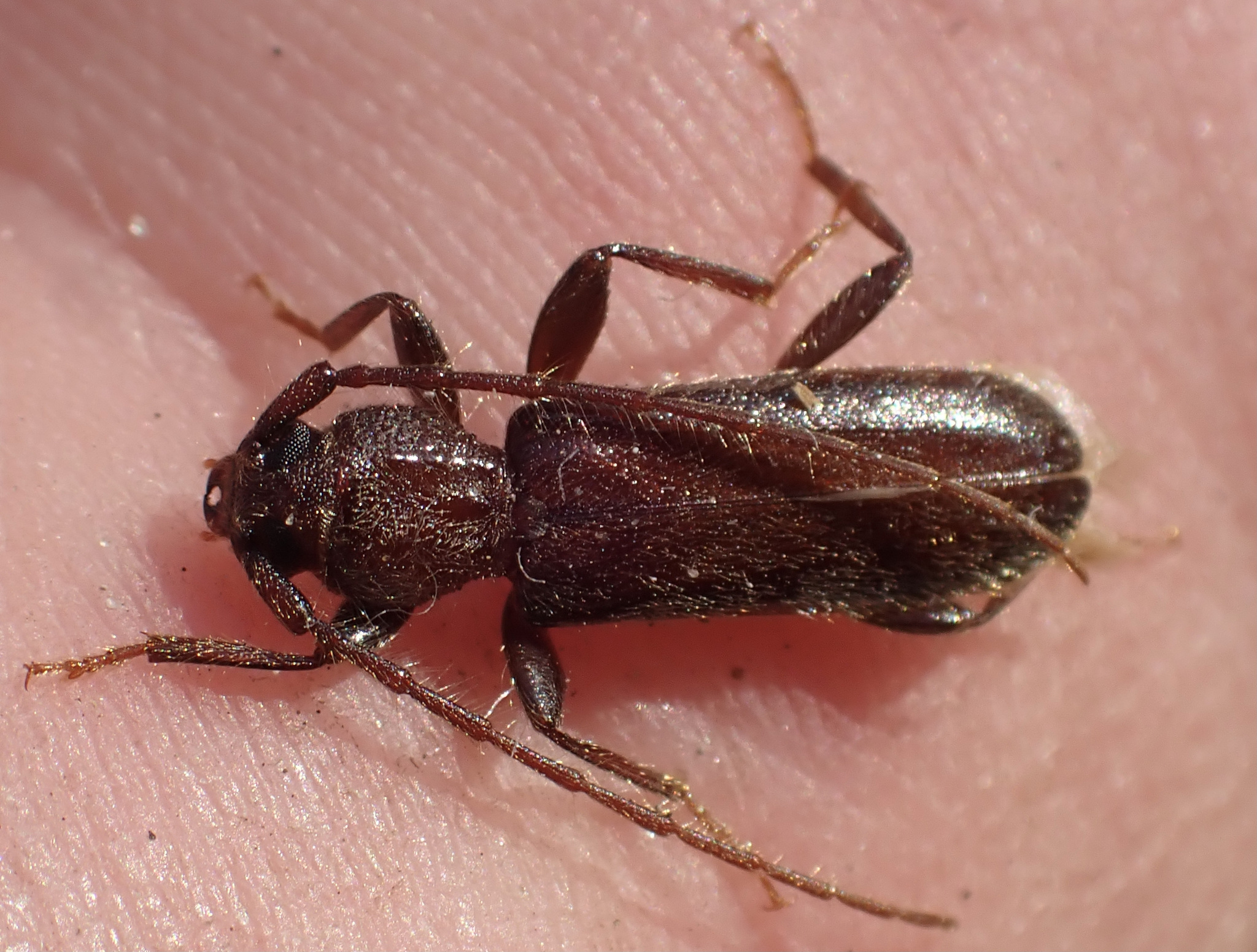 Zamium incultum Pascoe, 1864