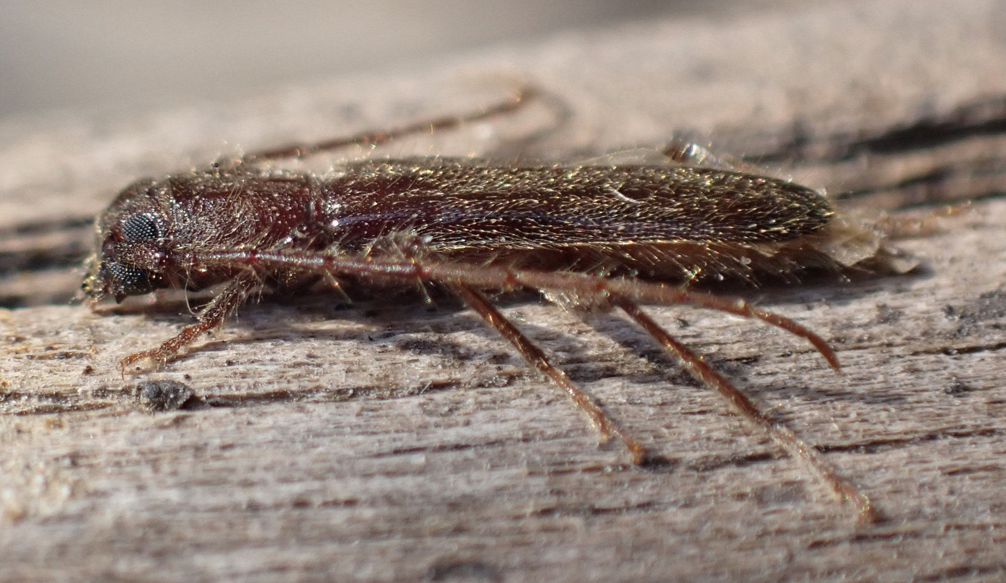 Zamium incultum Pascoe, 1864