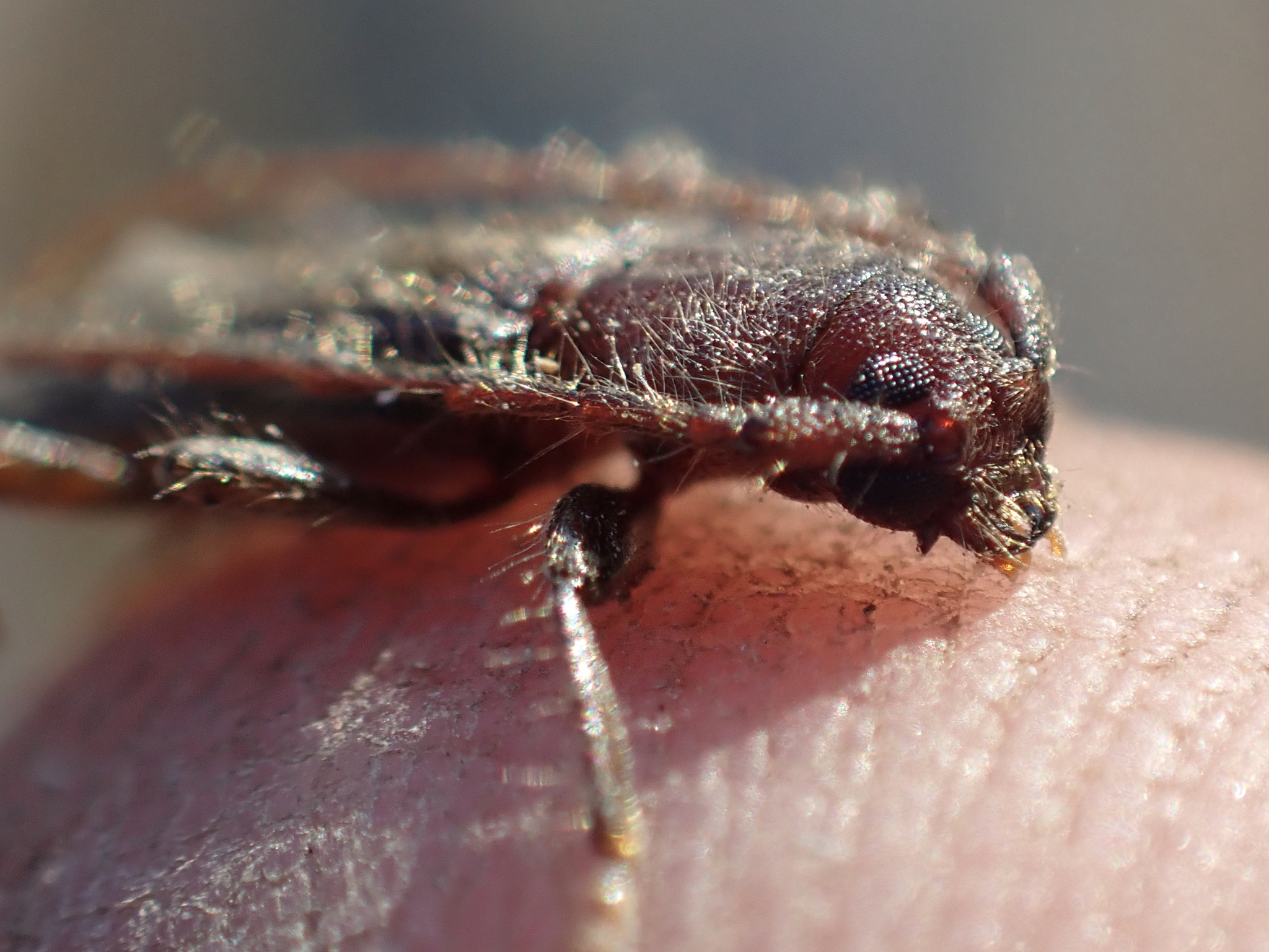 Zamium incultum Pascoe, 1864