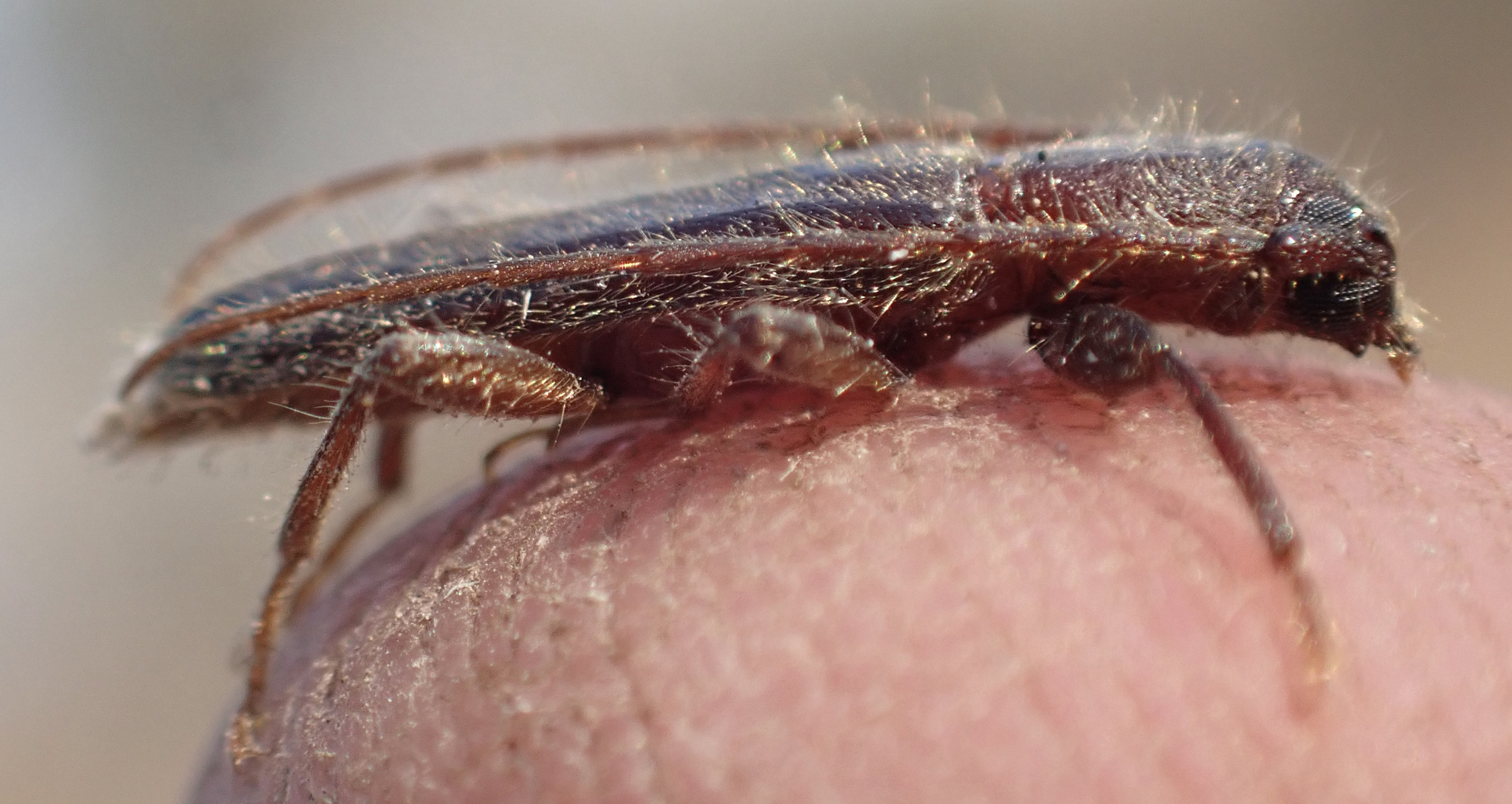 Zamium incultum Pascoe, 1864