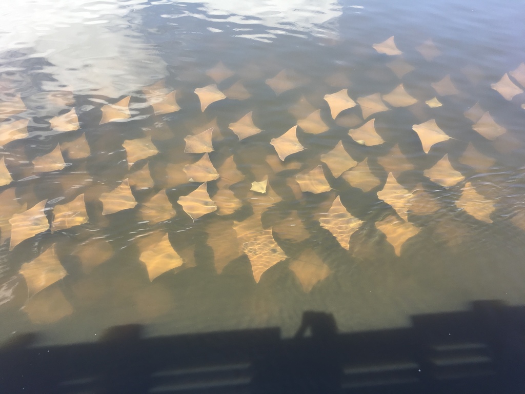 Cownose Ray (Rhinoptera bonasus) - Marine Life Identification