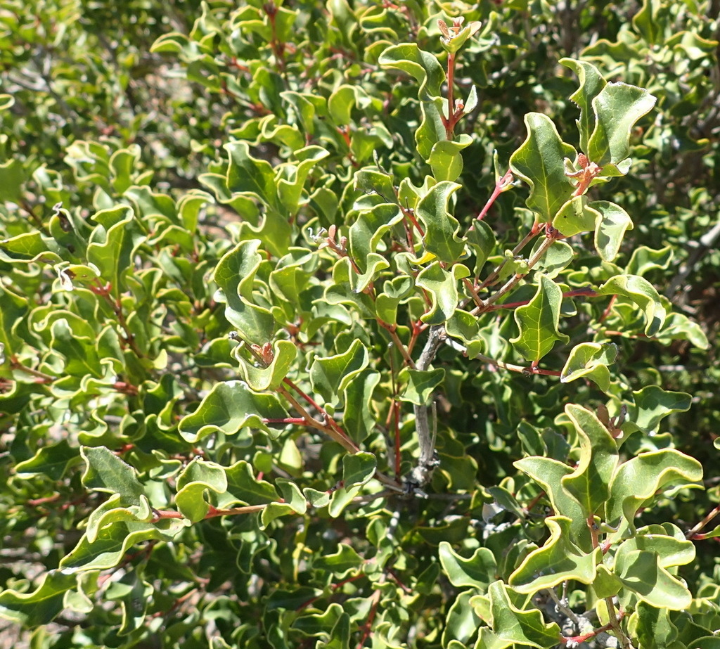 Gwarrie from Zebraskop, South Cape DC, South Africa on October 8, 2021 ...