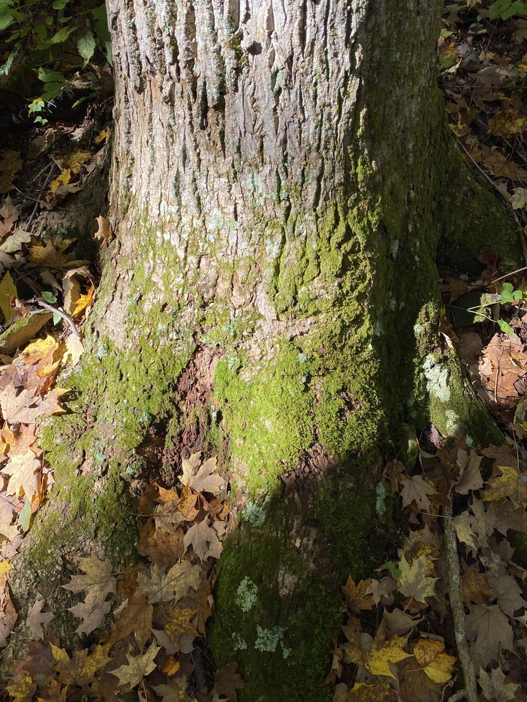 tree-skirt moss from Greene County, Shenandoah National Park ...
