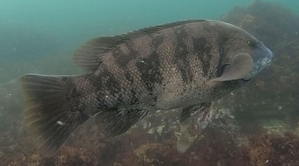 Tautog (Saltwater Fish of Massachusetts) · iNaturalist