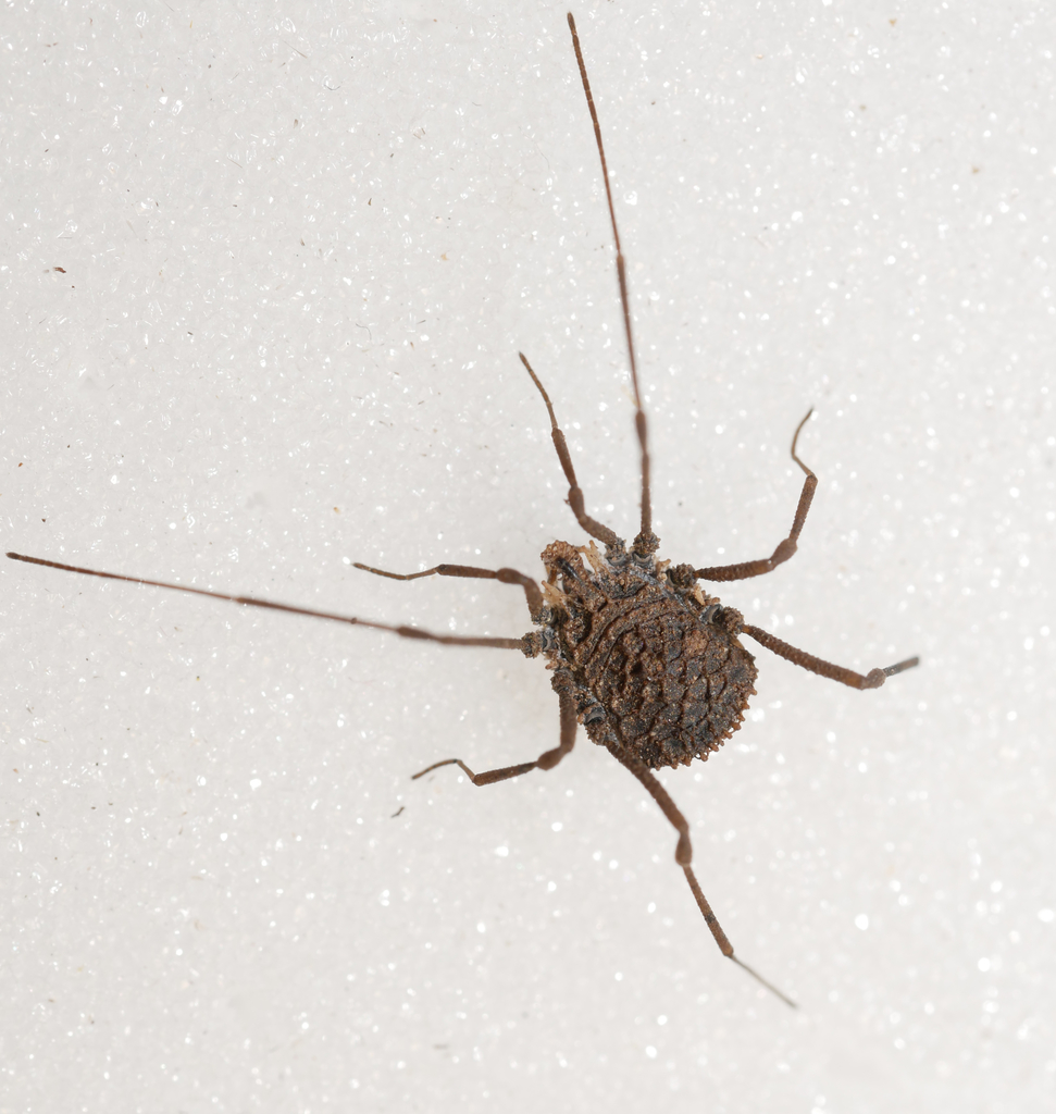 Ortholasma rugosum from Bridle Trail, Oakland, CA 94619, USA on October ...