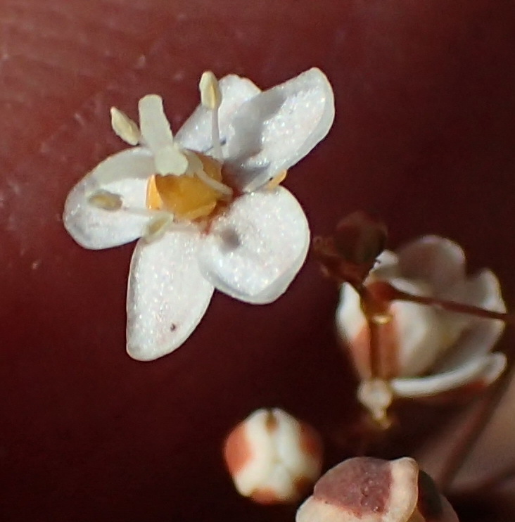 Gilded Spookasem from Zebraskop, South Cape DC, South Africa on October ...